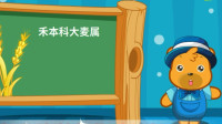 儿童教育百科动画 藏族人民的主要粮食青稞