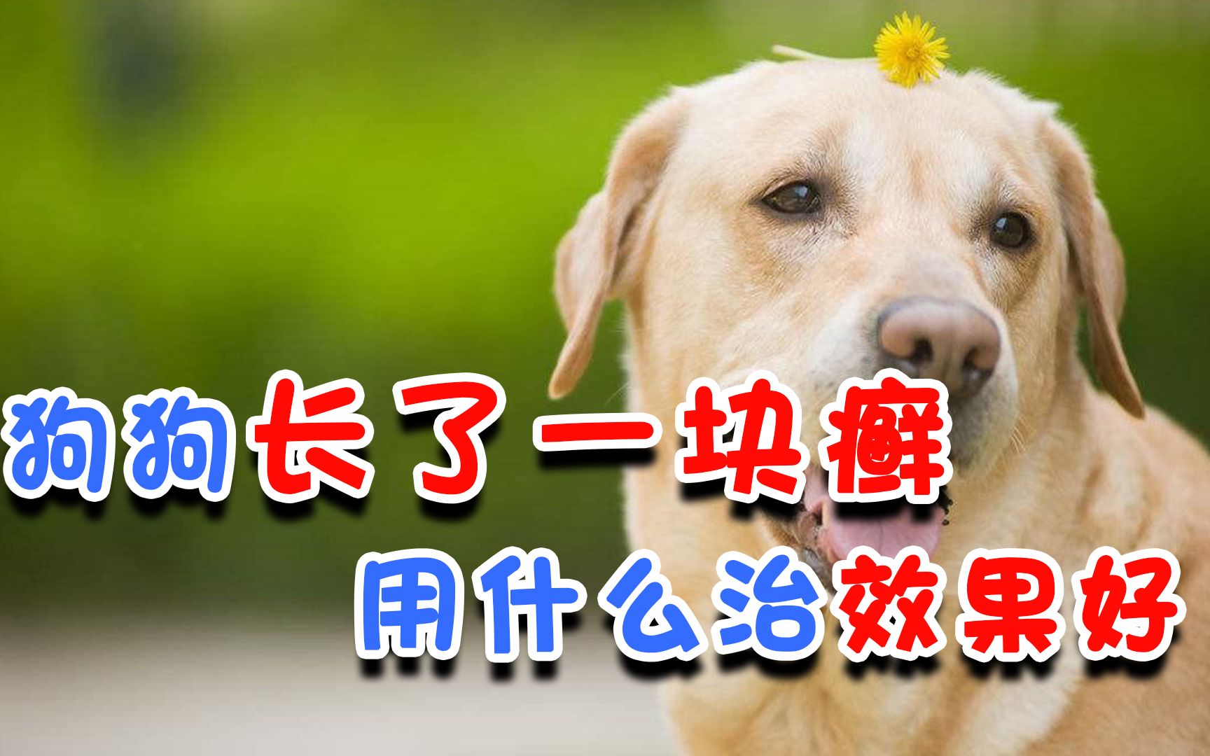 狗狗长了一块癣,用什么治效果好