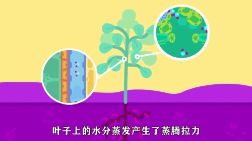 蒸腾作用与出汗