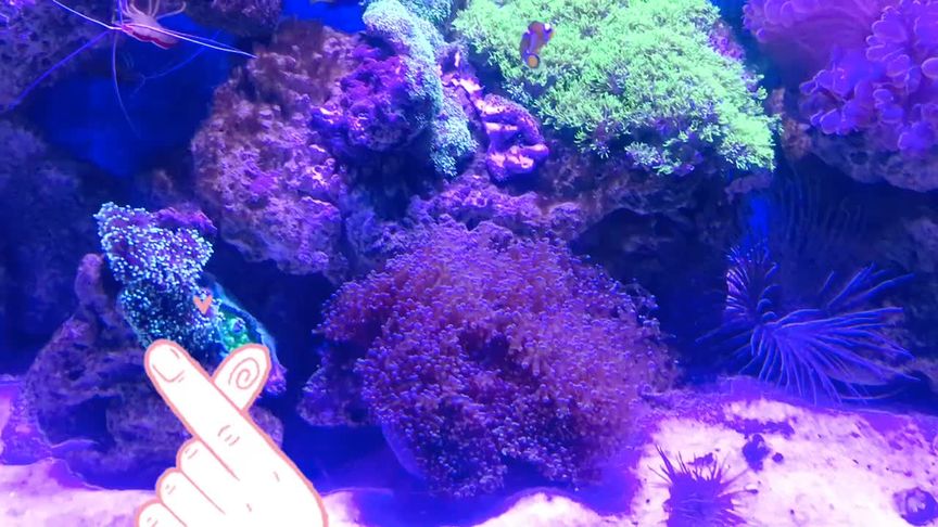 看到这种鱼 想到了一部动画片 《海底总动员ߘ