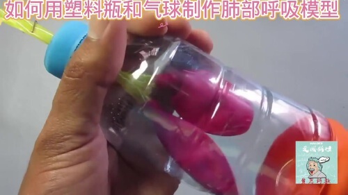 塑料瓶和气球制作肺部呼吸模型
