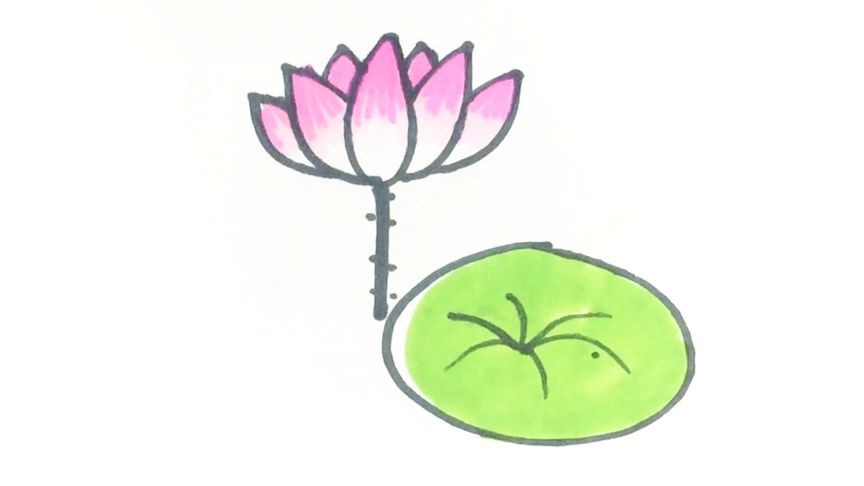 荷花简笔画,夏天才会生长的植物,它还有种果实你知道是什么吗?