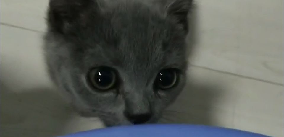 矮脚蓝猫真的超治愈!来介绍一下我们家lambda