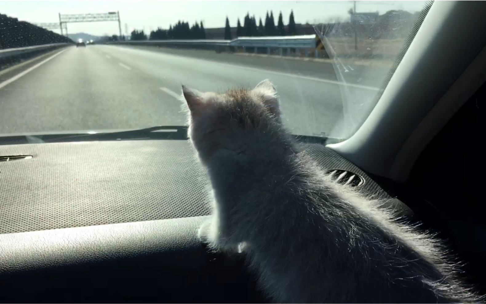 小奶猫初次远行,高速上最靓的仔