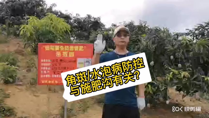 正确开沟与角斑防控#芒果细菌性角斑病 #芒果种植管理技术分享