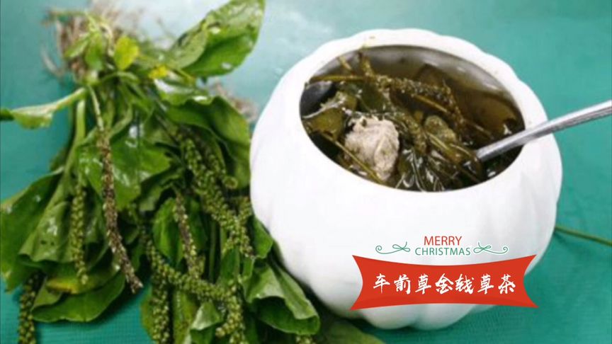 车前草和金钱草的功效那么多,其中的这些妙用您还不知道吧!
