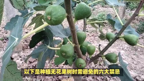 种无花果树六大禁忌