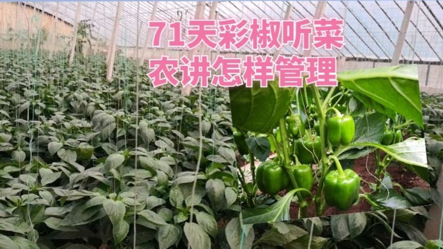 大棚蔬菜辣椒种植技术,定植71天的辣椒,菜农讲辣椒管理技术