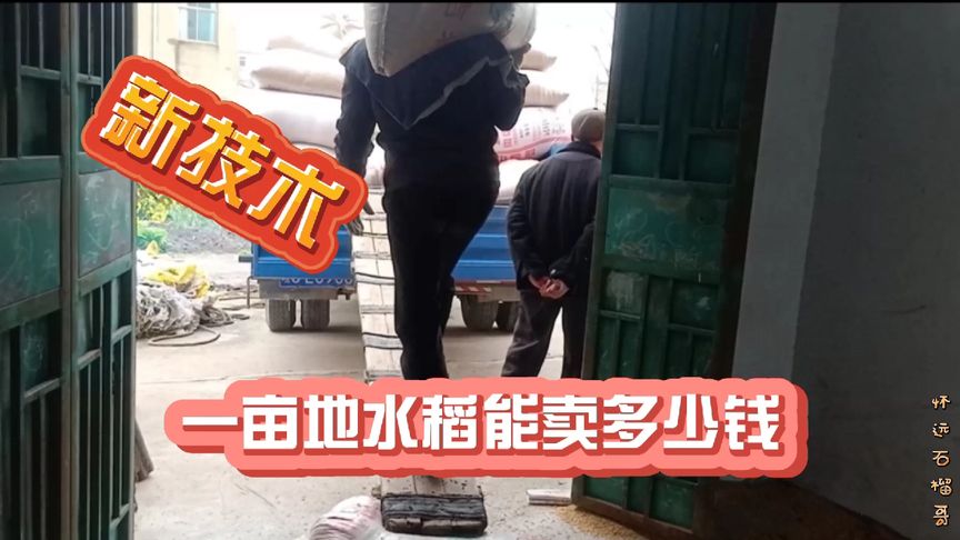 水稻种植新技术,7亩水稻产量13000斤,收购价一天一个样。