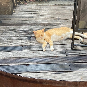 s晴x 