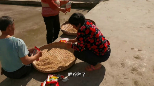 又到了一年播种的季节,爸爸今天开始育秧,这是种水稻的第一步