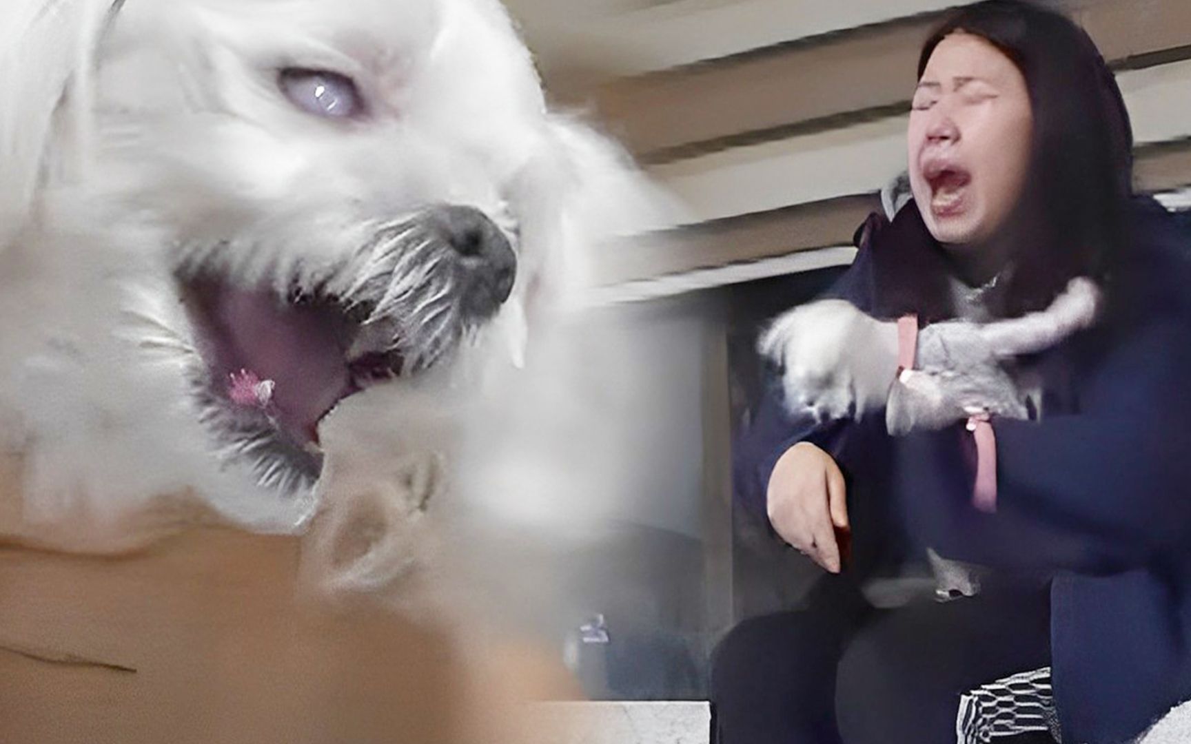 两条狗吃醋争宠,却把主人咬得遍体鳞伤,真是太吓人了