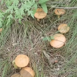 文科生小宝栗子涵涵 