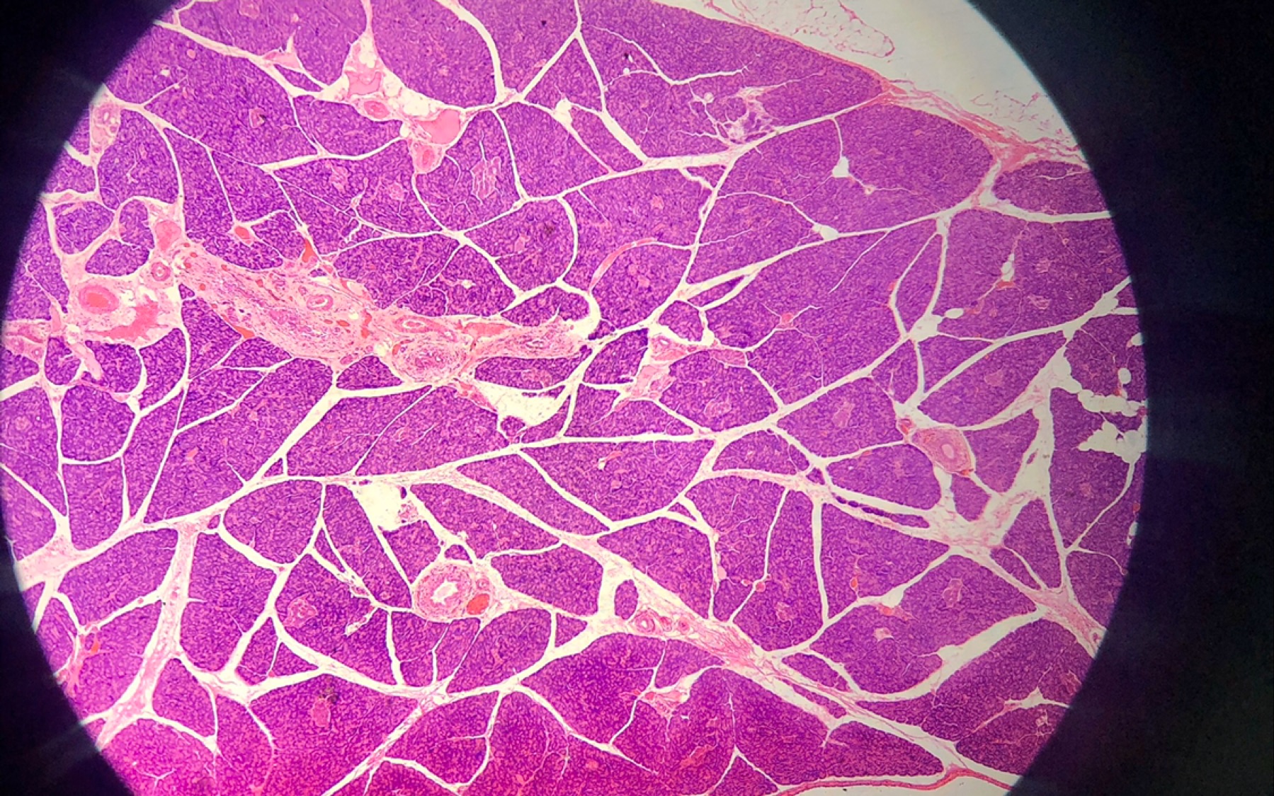组织学实验-猪肝、胰腺、肺、气管