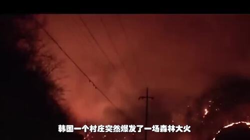 森林火灾,狗狗奇迹生还!救援队斗志昂扬寻找失散宠物!