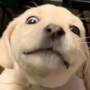 小张小张never慌张- 