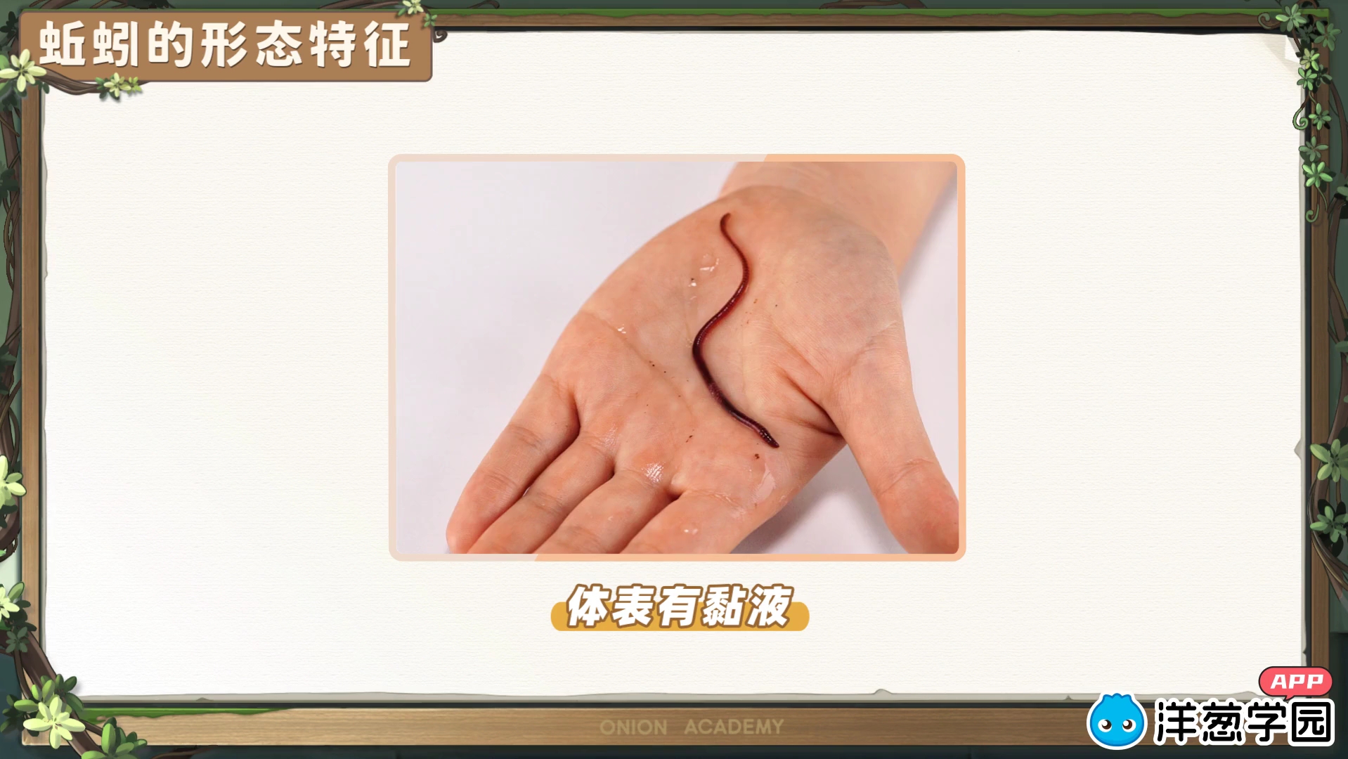 [生物学]环形动物
