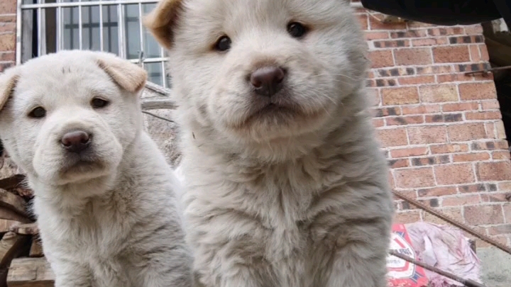 广西狗狗找领养,在线急