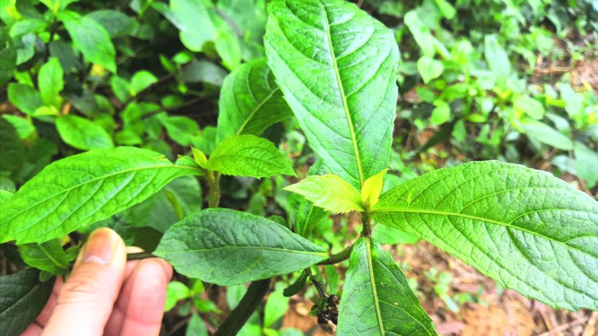 野生的黄花地胆草认识吗?农村常见的一种植物,原来它如此珍贵!