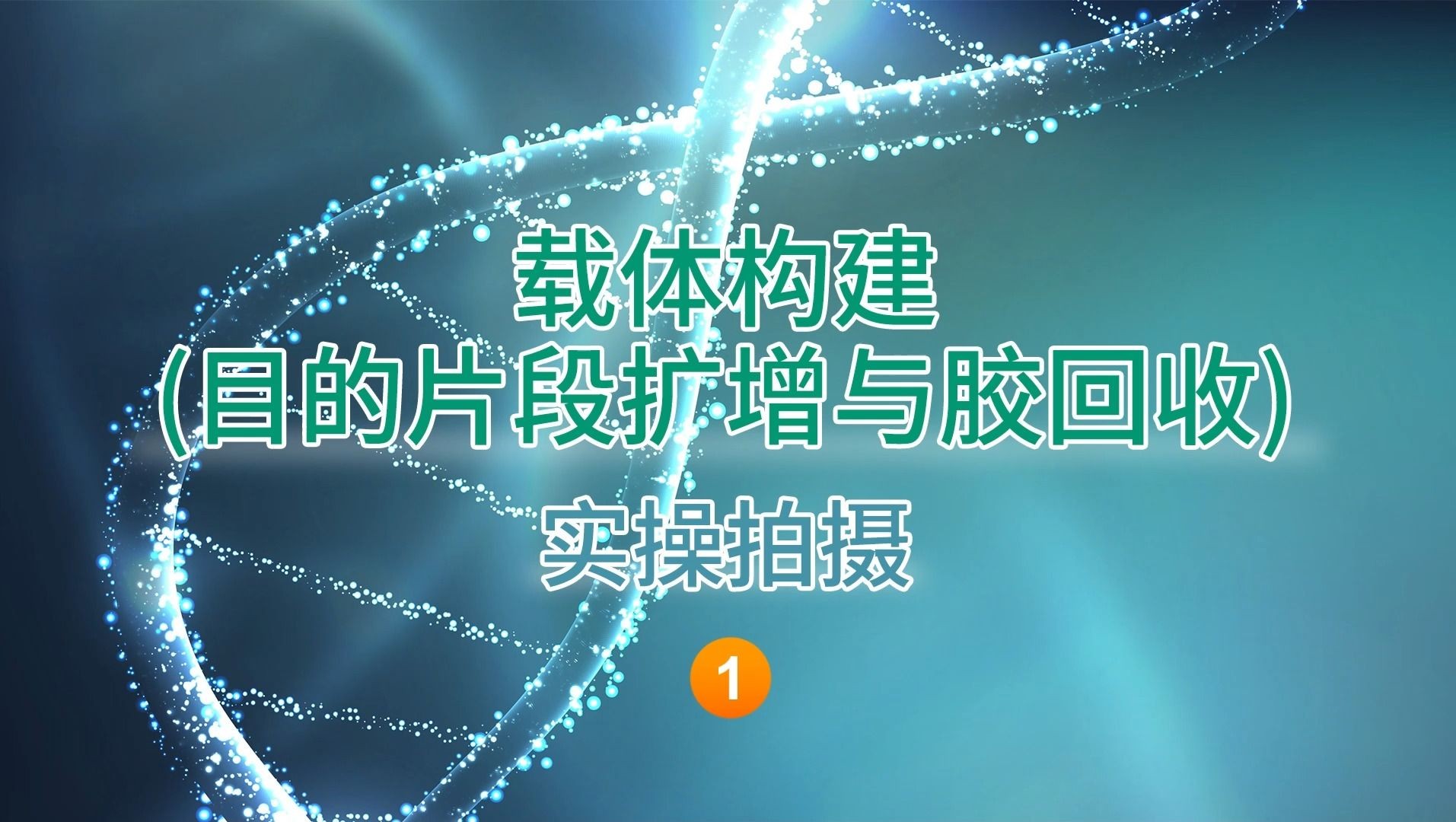 载体构建 目的片段扩增与胶回收