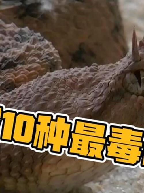 地球10种最毒的蛇