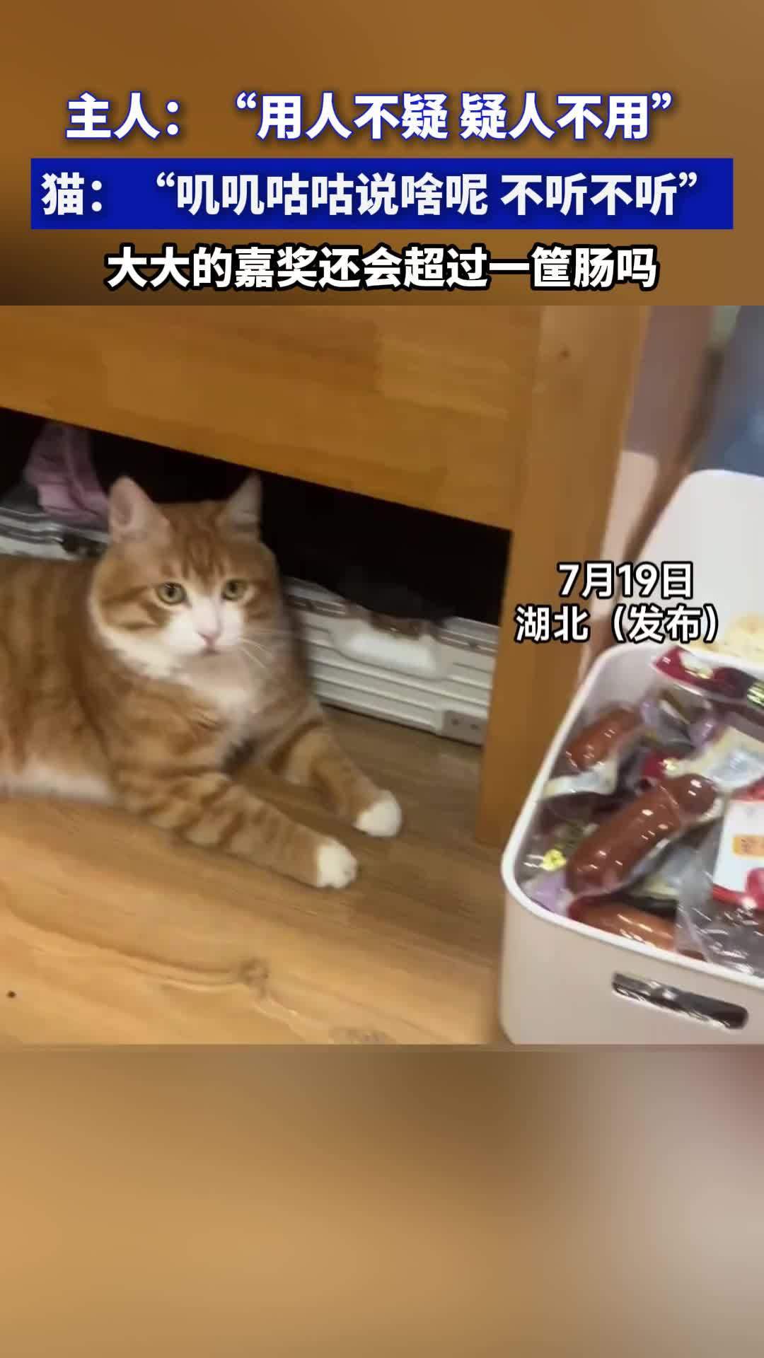 猫:叽叽咕咕说啥呢,不听不听,大大的嘉奖还会超过一筐肠吗?