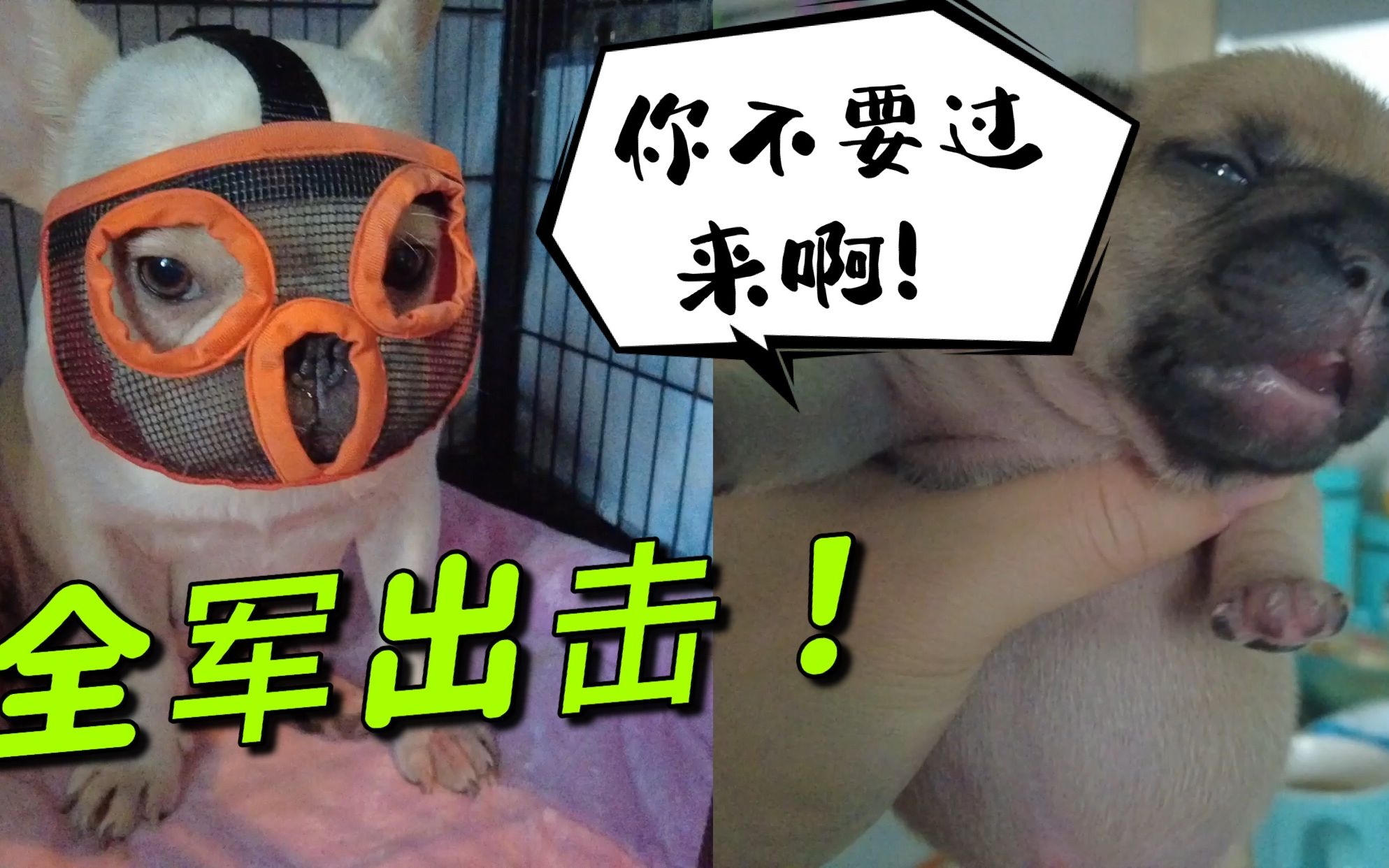 拯救狗命!各种生理缺陷加上生命脆弱!培育法斗需要注意事项!