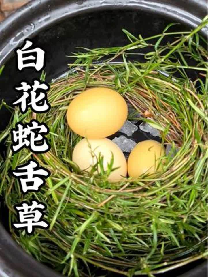 白花蛇舌草 在农村有一种植物叫白花蛇舌草,因为它的花是白色的,叶子...