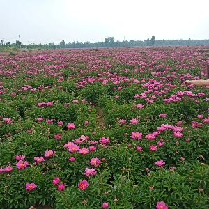 亳州中药材种植收购 