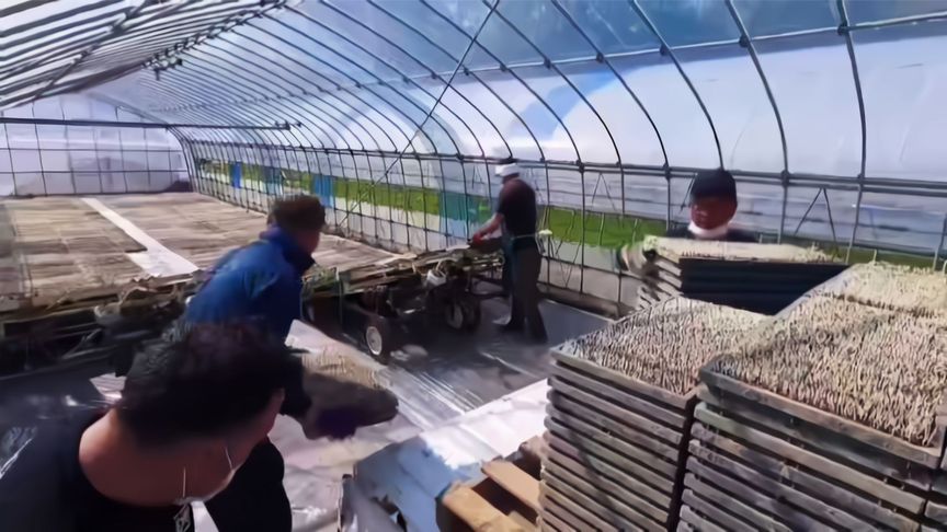 智慧农业:日本现代化手段育种水稻技术#种植