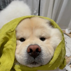 小陈小陈永远不困 
