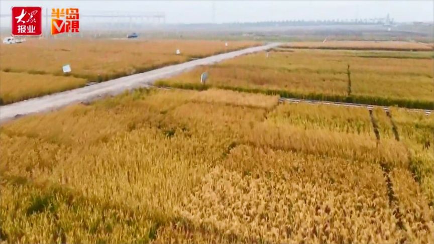 青岛海水稻作画,俯瞰,这是丰收的颜色