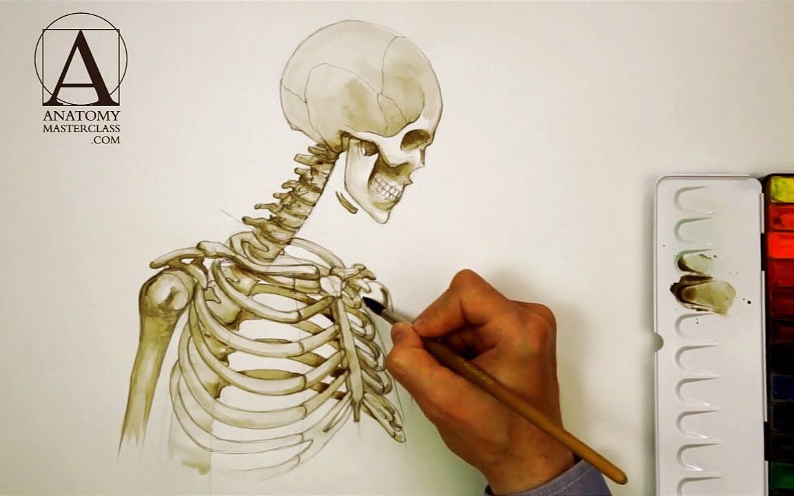 绘画实操,详解头骨和肩骨的结构画法