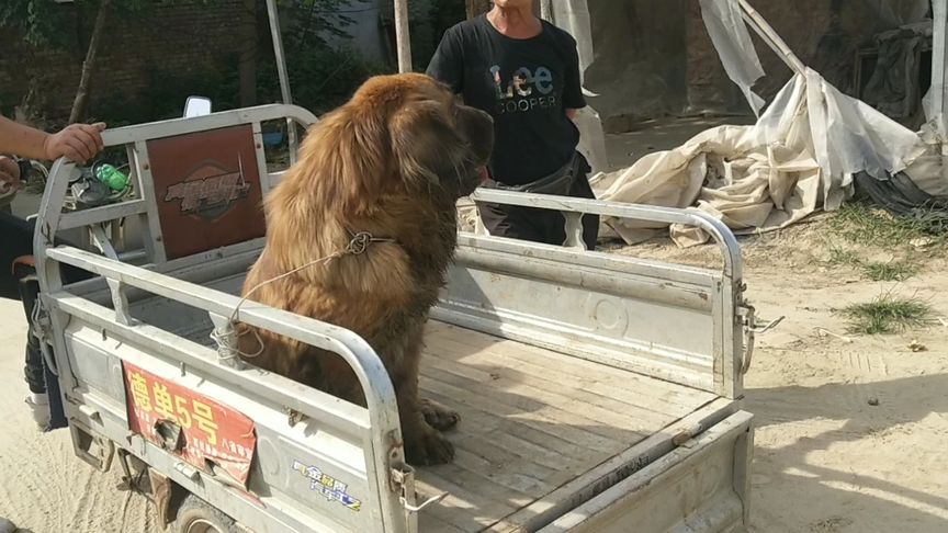3年的成年藏獒,只因晚上叫声太大,狗贩子不乐意收,最后出价8元