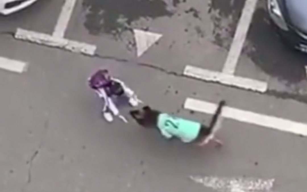 深圳网红犬“糯米”因独自外出给小主人送水杯,被城管开500元罚单