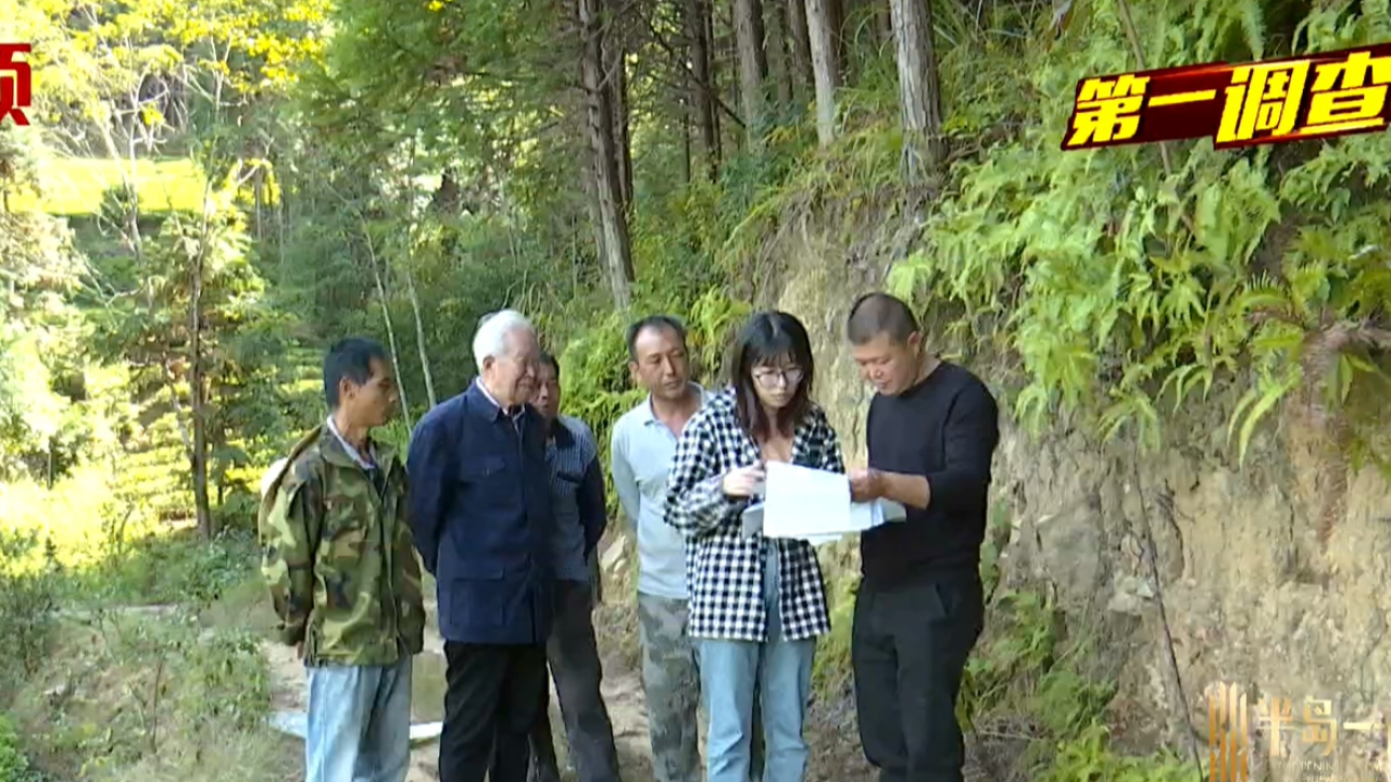 办不下林权证无法间伐,村民种植的大片杉木濒死