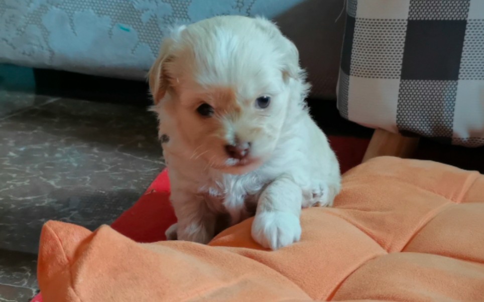 拿快递路上领养小奶犬 奶茶的第四天