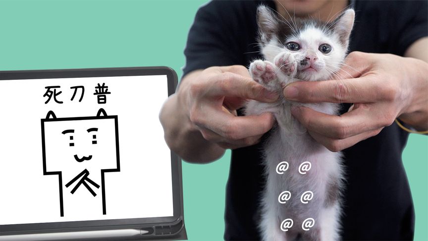 小奶猫被疯狂支配,模仿表情包险些露点!【动物帮】