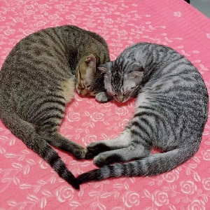 一个青团子呀 