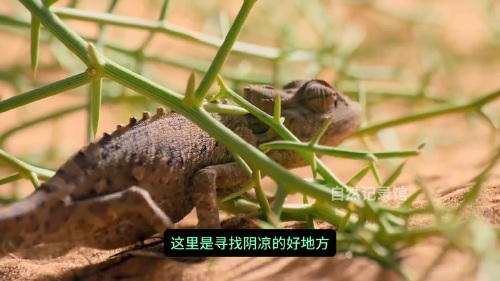 告别沙丘,小世界故事画上句号啦!