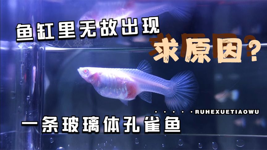 鱼缸无故出现一条玻璃体孔雀鱼,求原因