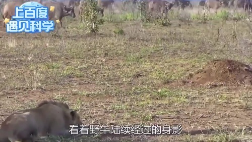 动物科学,为了吃上一口牛肉,两只雄狮约好死守野牛群