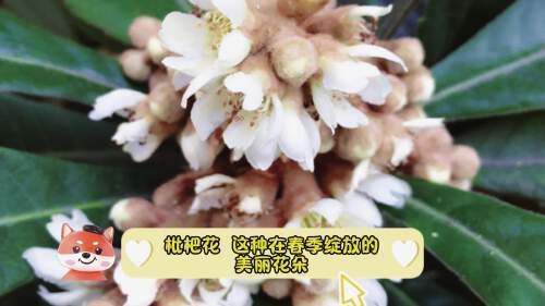 1179.枇杷花煮水的功效与作用