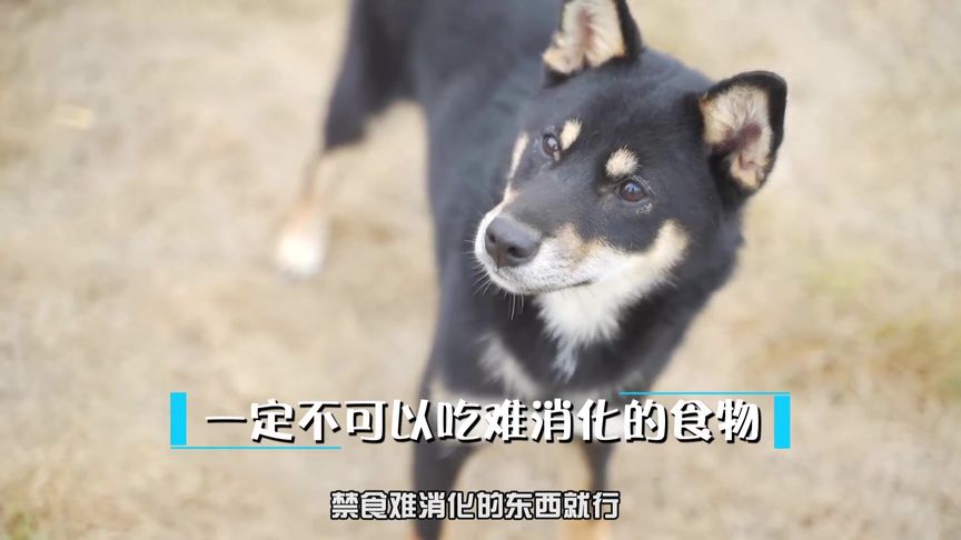 狗狗得了肠胃炎怎么办?这5种方法很管用,铲屎官们可以试试