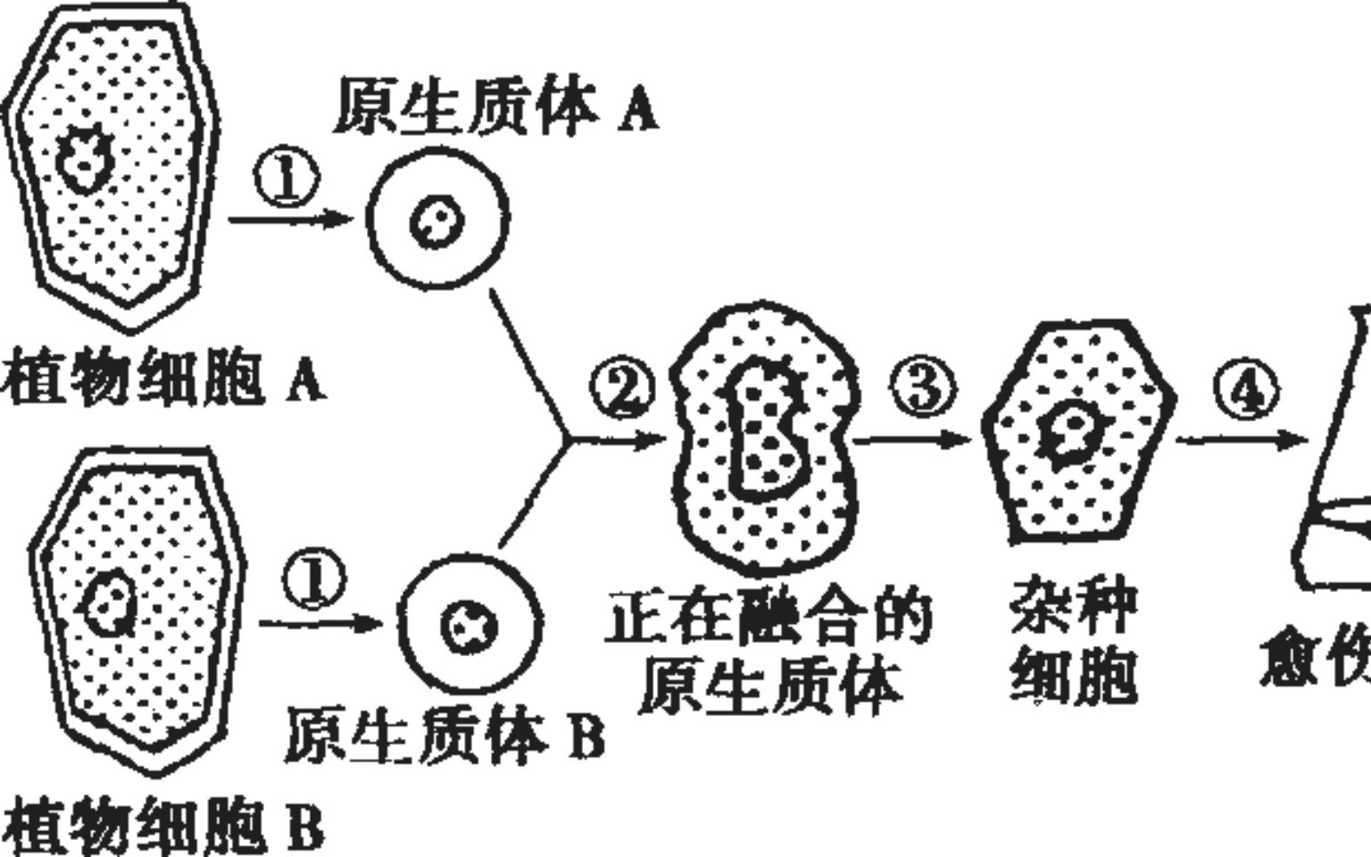 高中生物选修三专题二之植物细胞工程