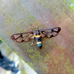 夜行性动物_night 