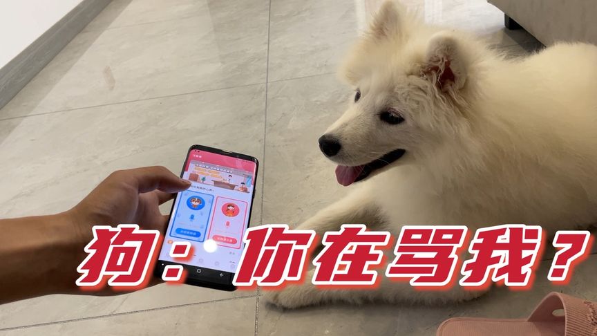 我家狗太猖狂了!用狗语翻译器去骂它,它真的能听懂吗?