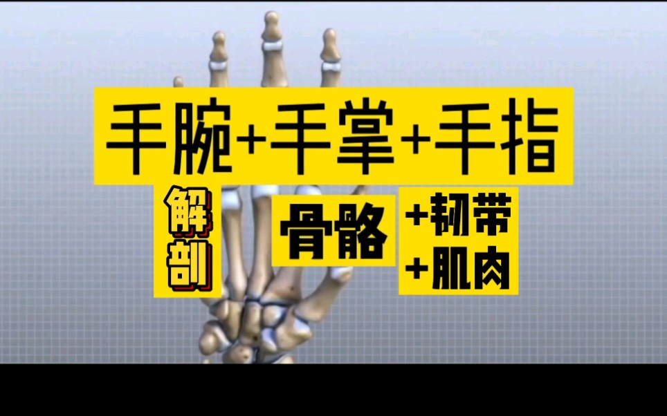 【手腕+手掌+手指解剖】骨骼+韧带+肌肉,健身!运动解剖!体态矫正!