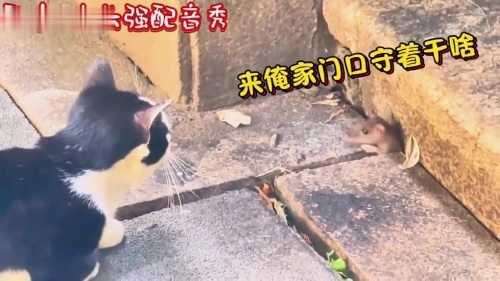 猫捉老鼠:小老鼠难敌耐心猫猫终极捕猎