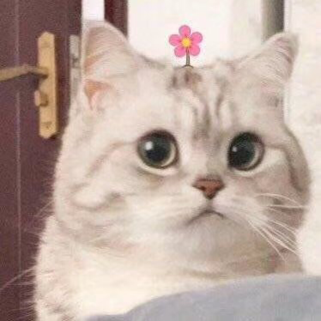 猫片硬盘 